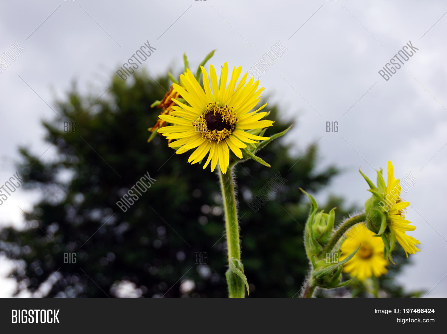 Compass Plants ( Image & Photo (Free Trial) | Bigstock