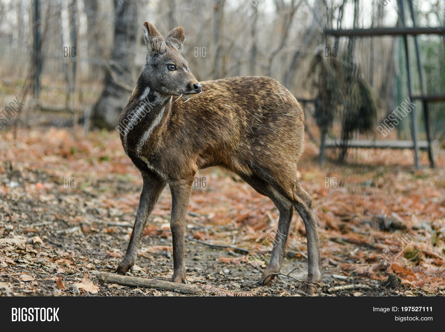 Siberian Musk Deer, Image & Photo (Free Trial) | Bigstock