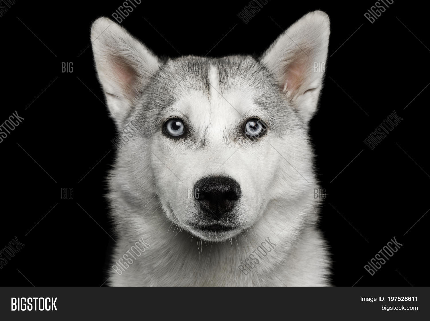Sad Portrait Husky Image & Photo (Free Trial) | Bigstock