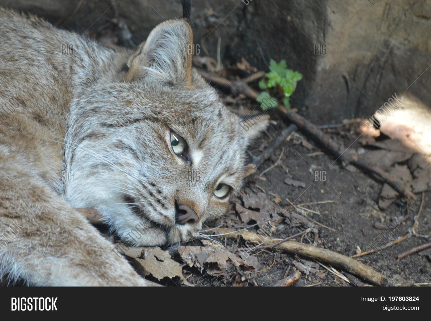 Canadian Lynx Laying Image & Photo (Free Trial) | Bigstock