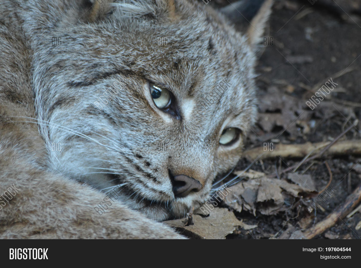 Canadian Lynx Laying Image & Photo (Free Trial) | Bigstock