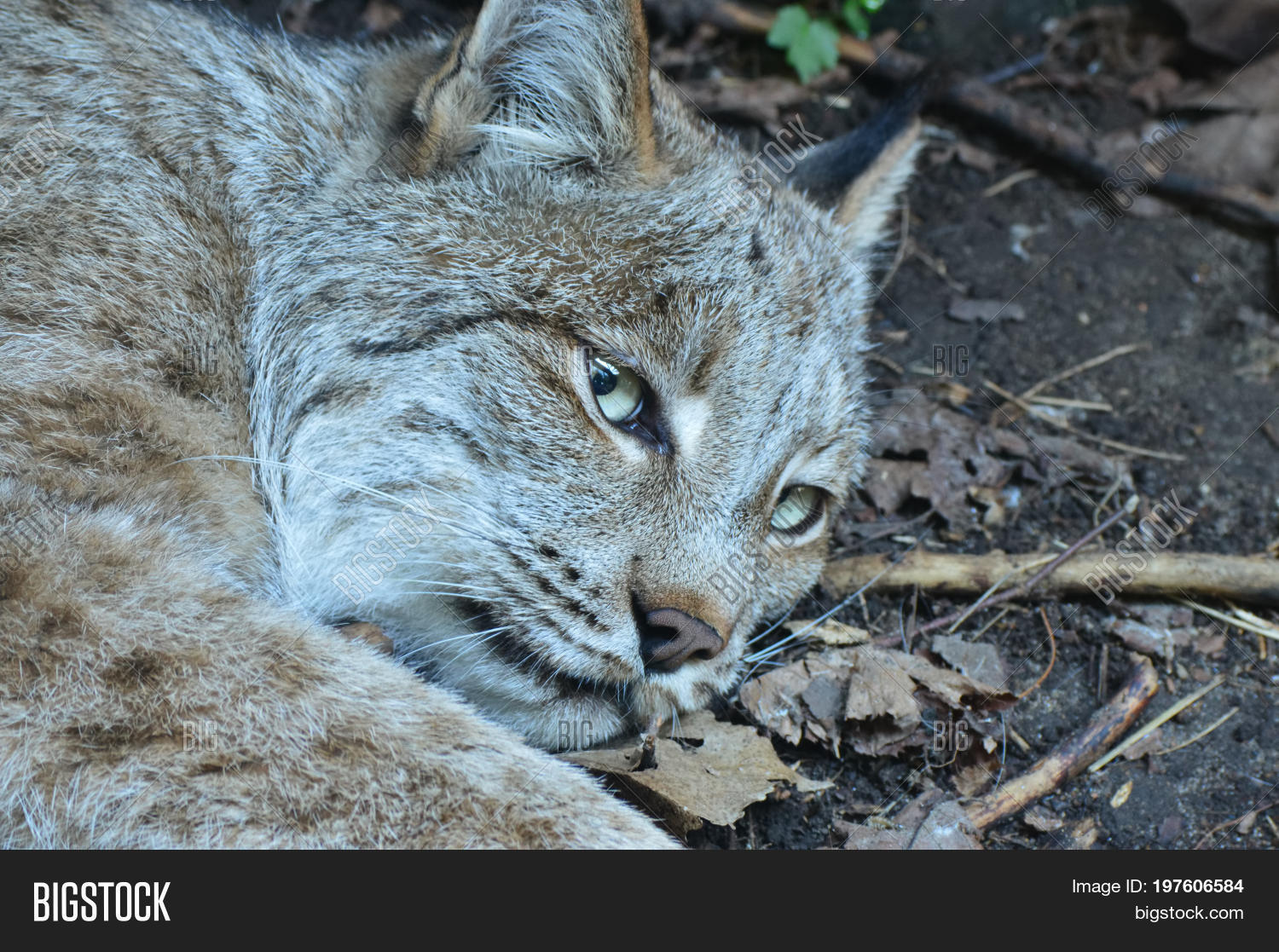 Canadian Lynx Laying Image & Photo (Free Trial) | Bigstock