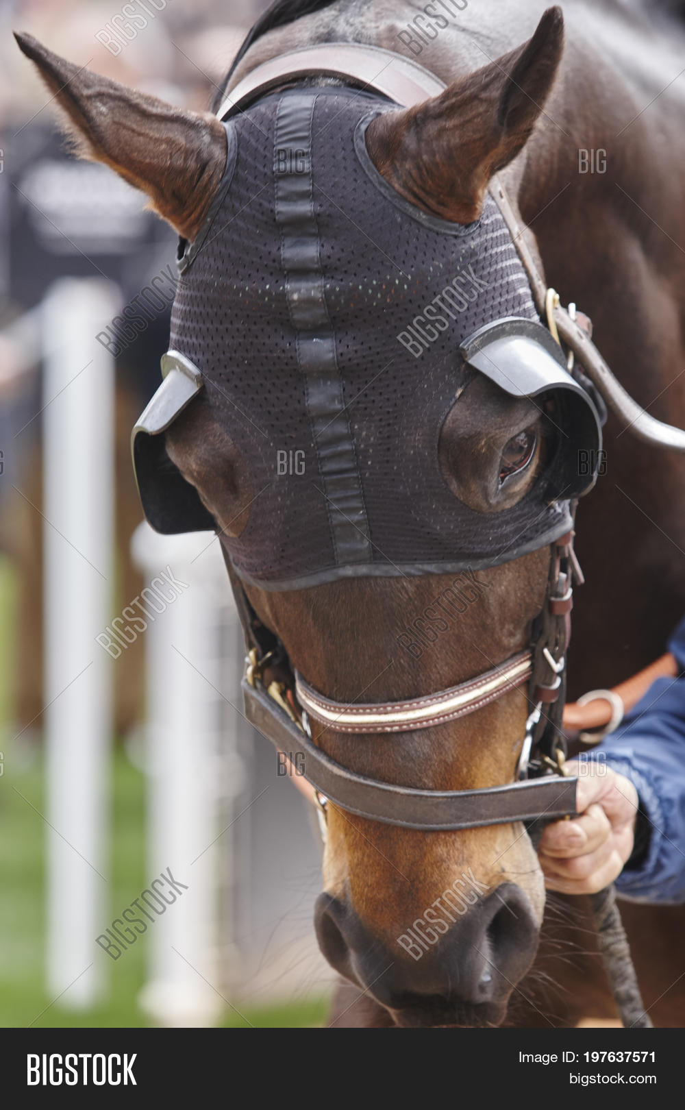 Race Horse Head Image & Photo (Free Trial) | Bigstock