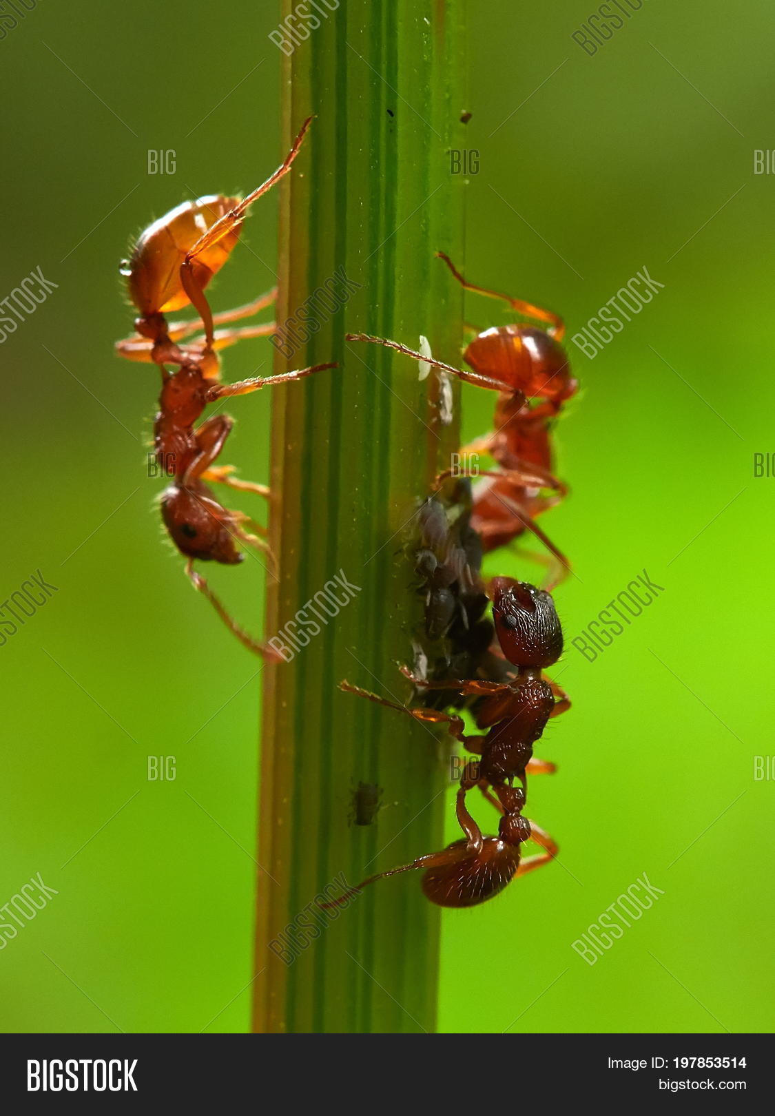 Group Red Forest Ants Image & Photo (Free Trial) | Bigstock