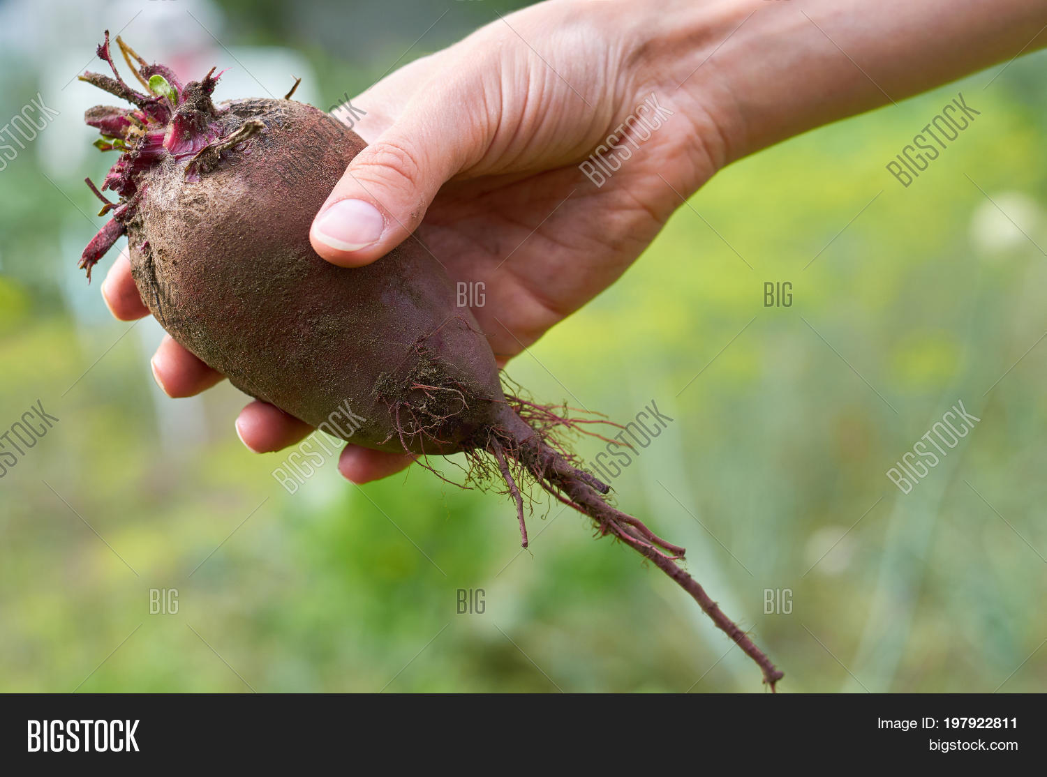 Red Beet Rests Hands Image & Photo (Free Trial) | Bigstock