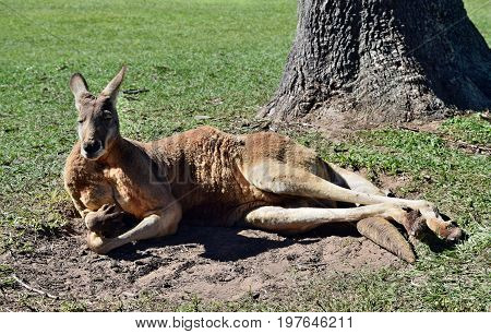 Very Muscular Wild Red Image & Photo (Free Trial) | Bigstock