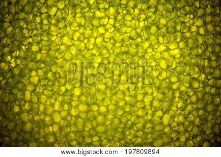 Leaf Cells Under Image & Photo (Free Trial) | Bigstock