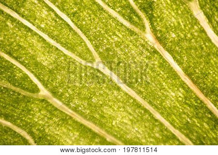 Leaf Cells Under Image & Photo (Free Trial) | Bigstock