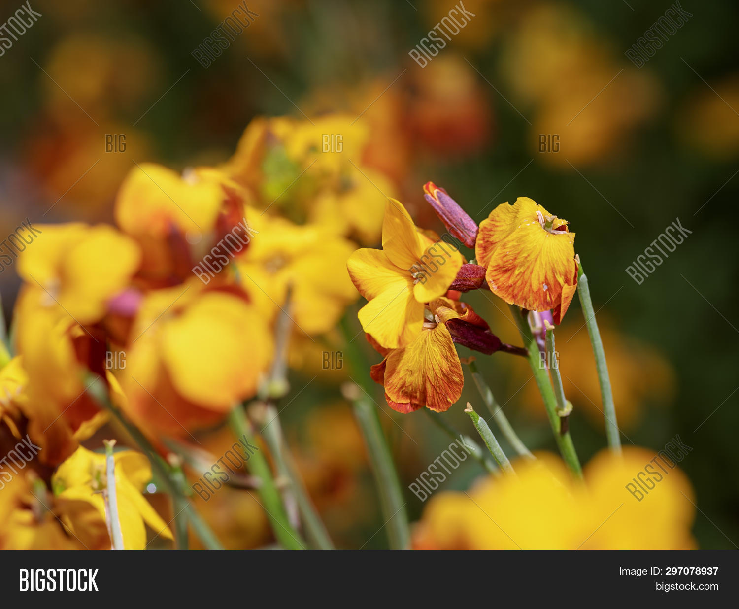 Scene Yellow Flowers Image & Photo (Free Trial) | Bigstock