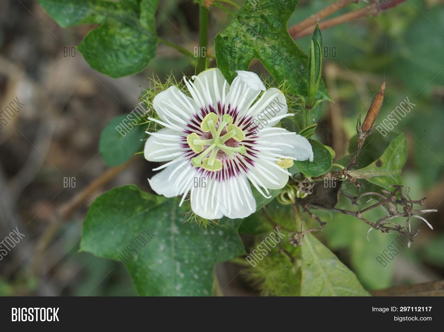 White Passiflora Image & Photo (Free Trial) | Bigstock