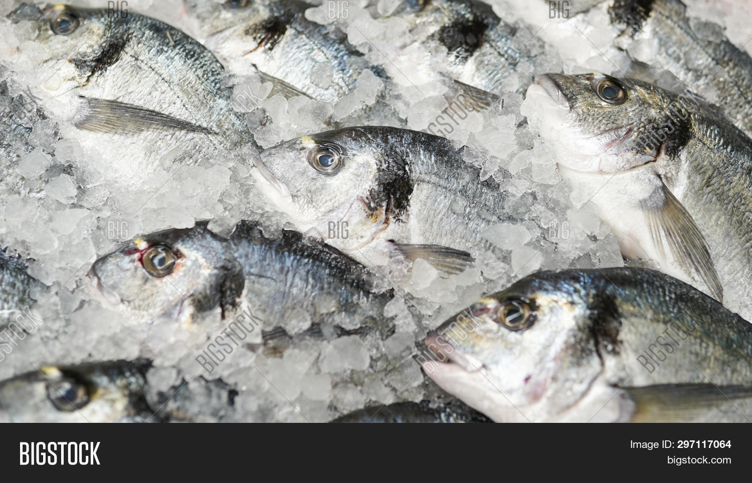 Frozen Fish, Close Image & Photo (Free Trial) | Bigstock
