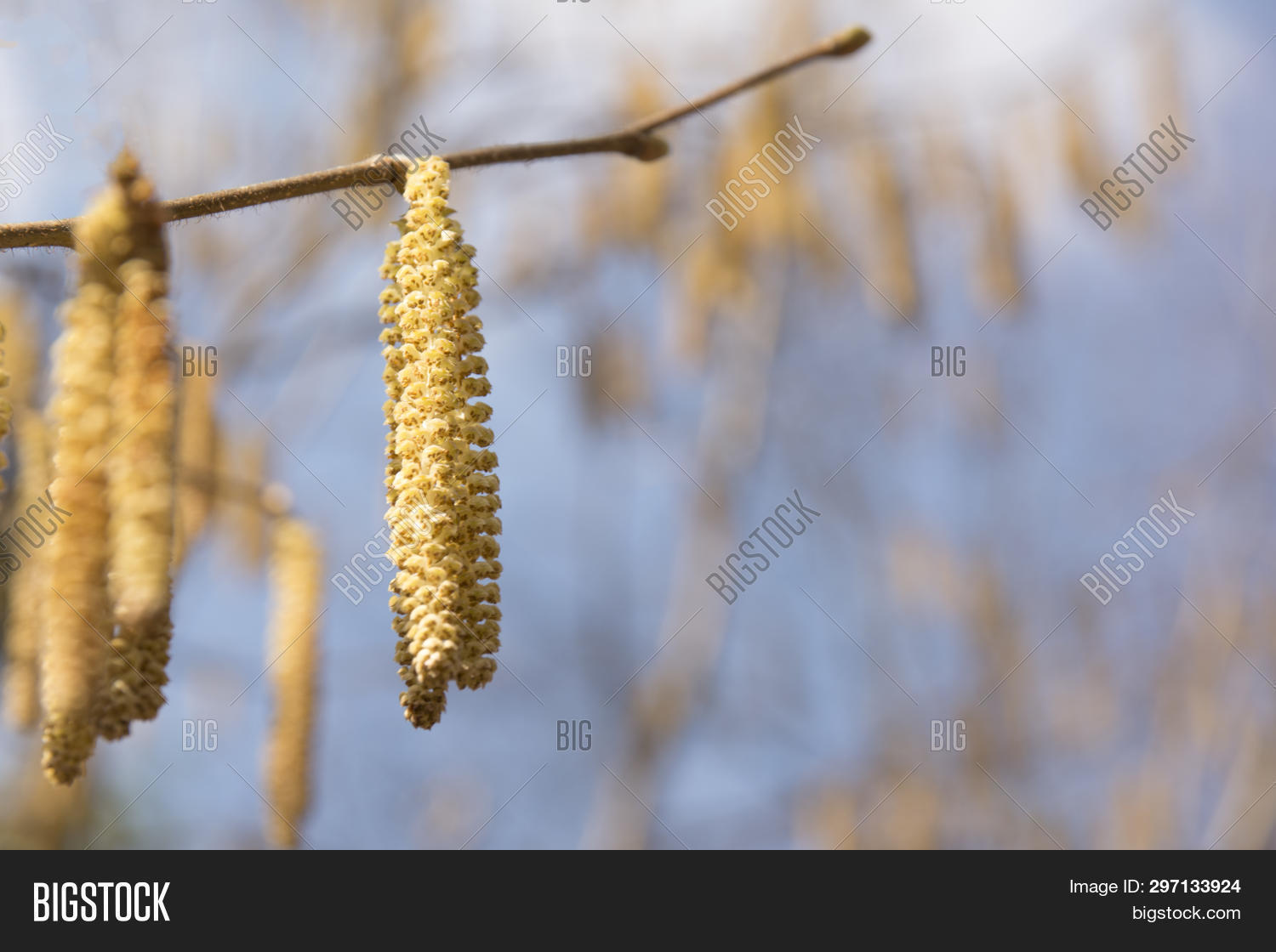 Birch Catkins. Silver Image & Photo (Free Trial) | Bigstock