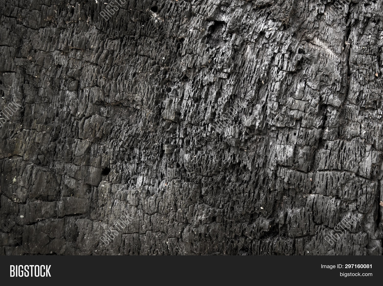 Burnt Tree Bark Image & Photo (Free Trial) | Bigstock
