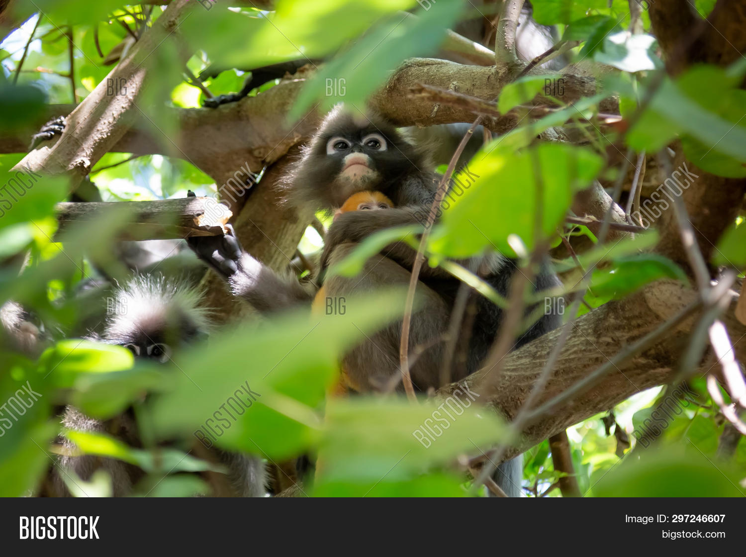 Trachypithecus Image & Photo (Free Trial) | Bigstock