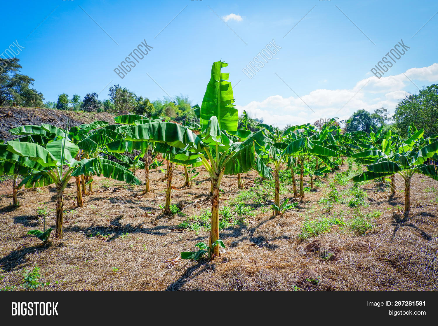 Planting Banana Tree Image & Photo (Free Trial) | Bigstock