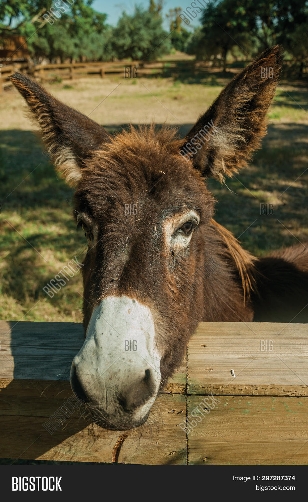 Close- Nice Donkey Image & Photo (Free Trial) | Bigstock