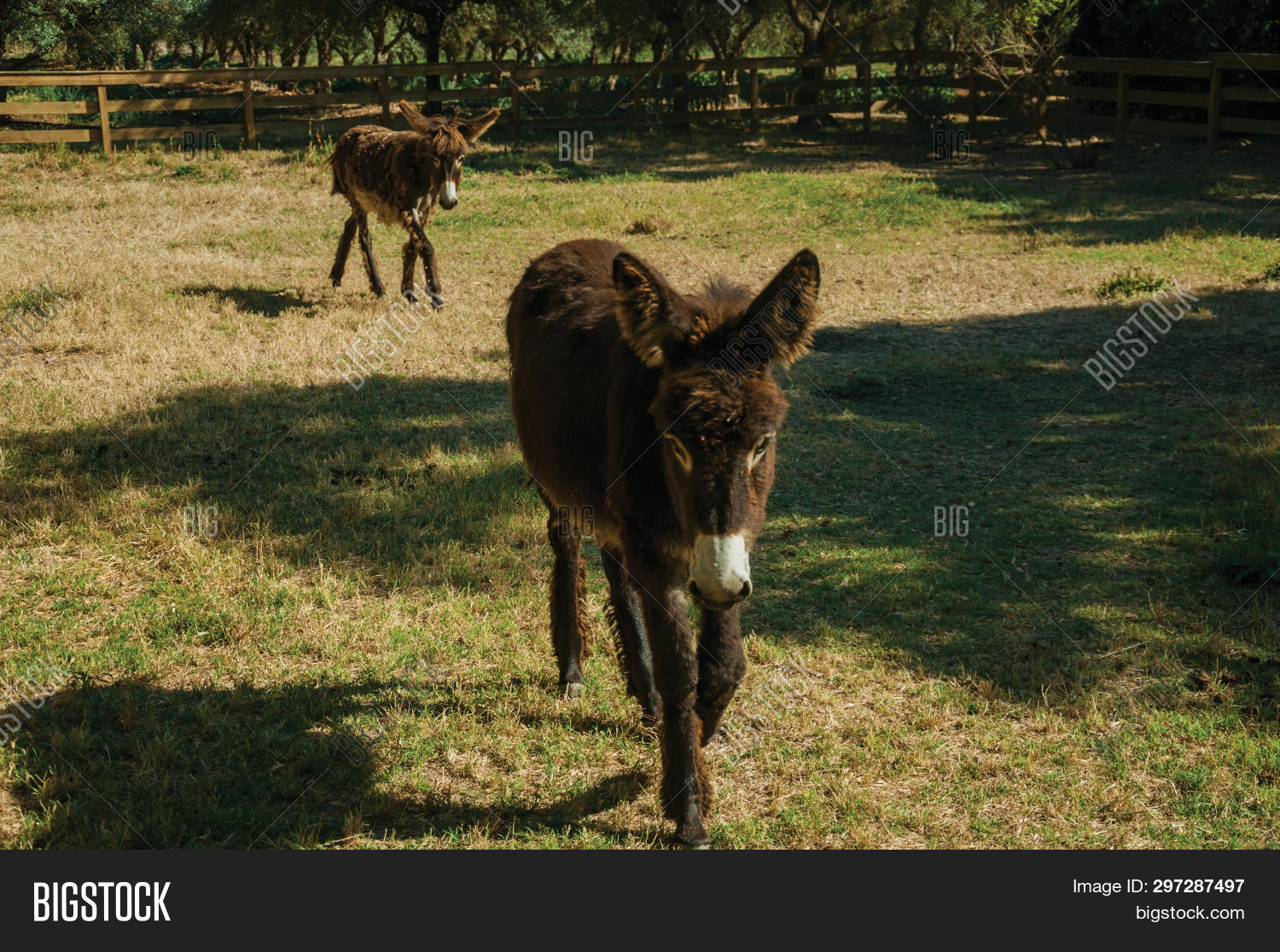 Couple Nice Donkeys Image & Photo (Free Trial) | Bigstock