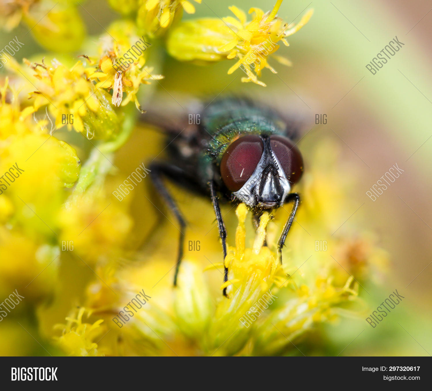 This Close Fly Image & Photo (Free Trial) | Bigstock