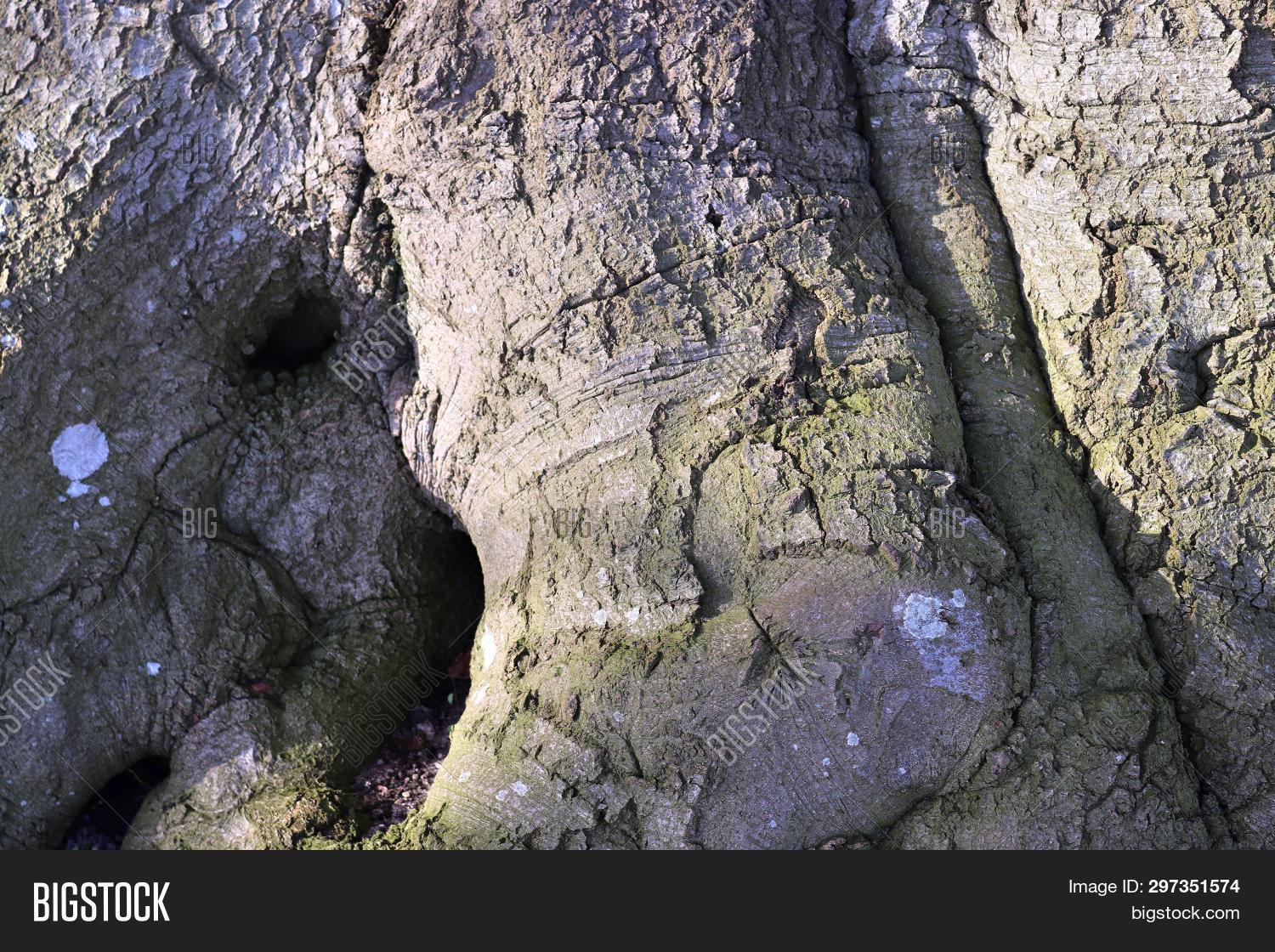Close Surface Tree Image & Photo (Free Trial) | Bigstock
