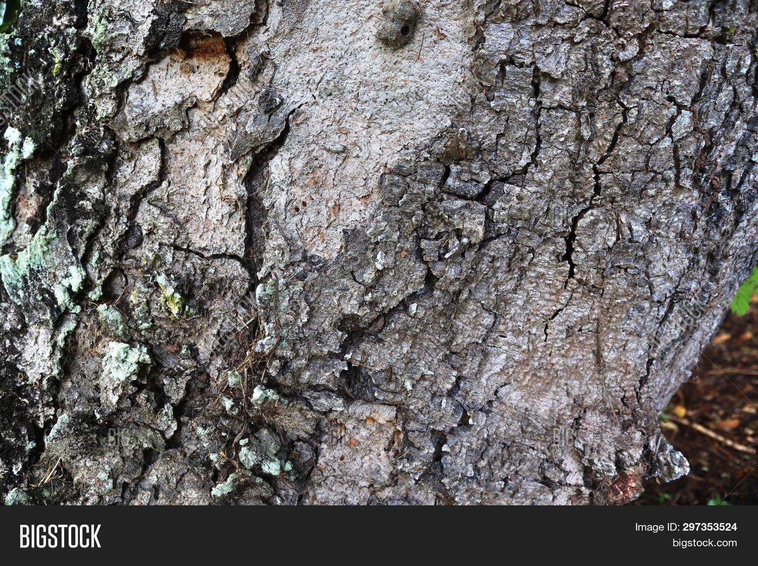 Close Surface Tree Image & Photo (Free Trial) | Bigstock