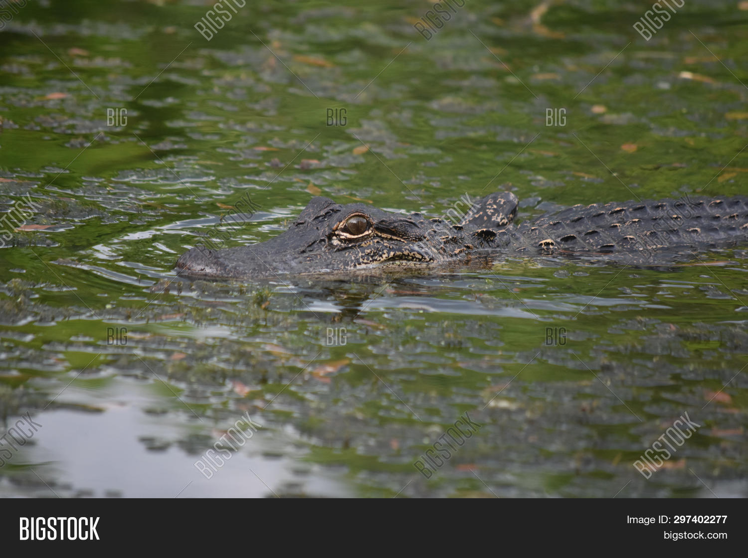 Alligator Moving Image & Photo (Free Trial) | Bigstock