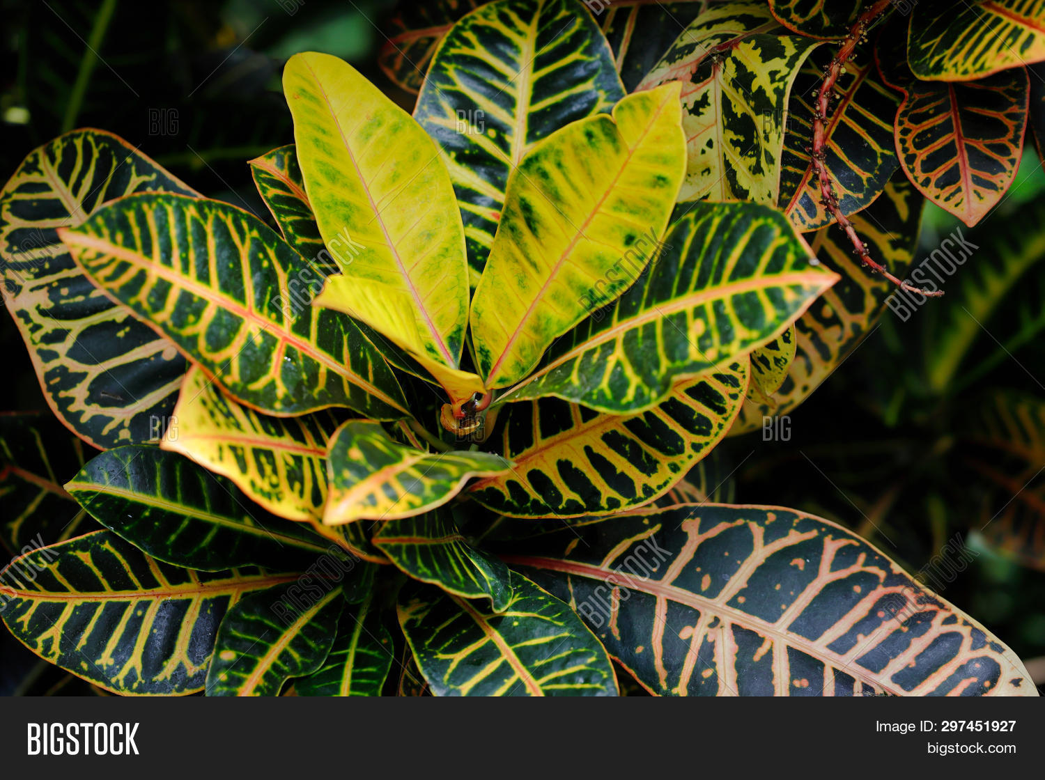 Close- Codiaeum Image & Photo (Free Trial) | Bigstock