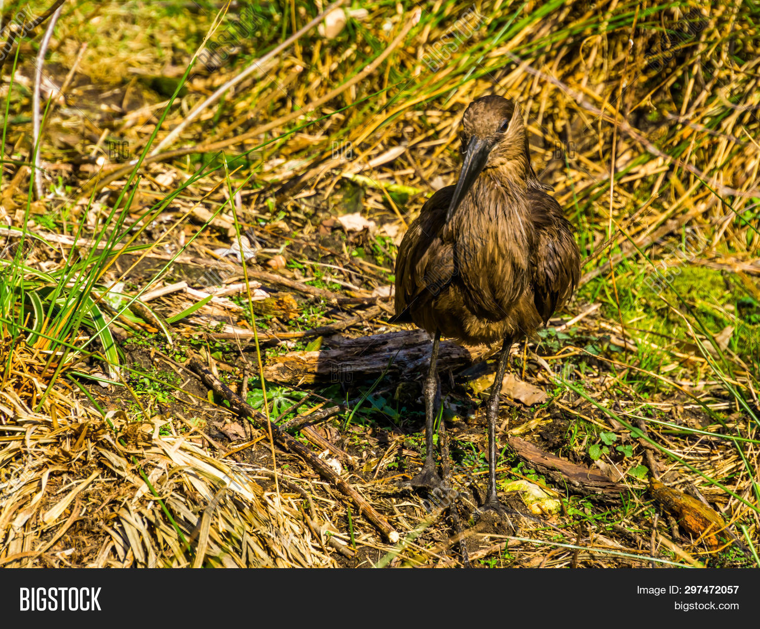 Hamerkop Bird Closeup Image & Photo (Free Trial) | Bigstock