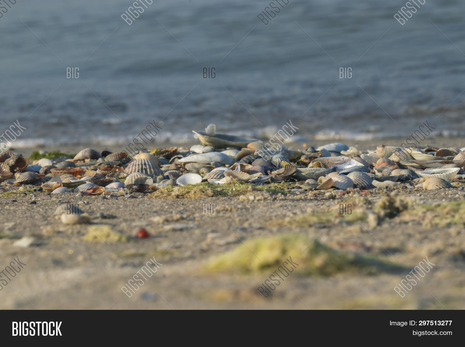 Sea Shells Seashells Image & Photo (Free Trial) | Bigstock