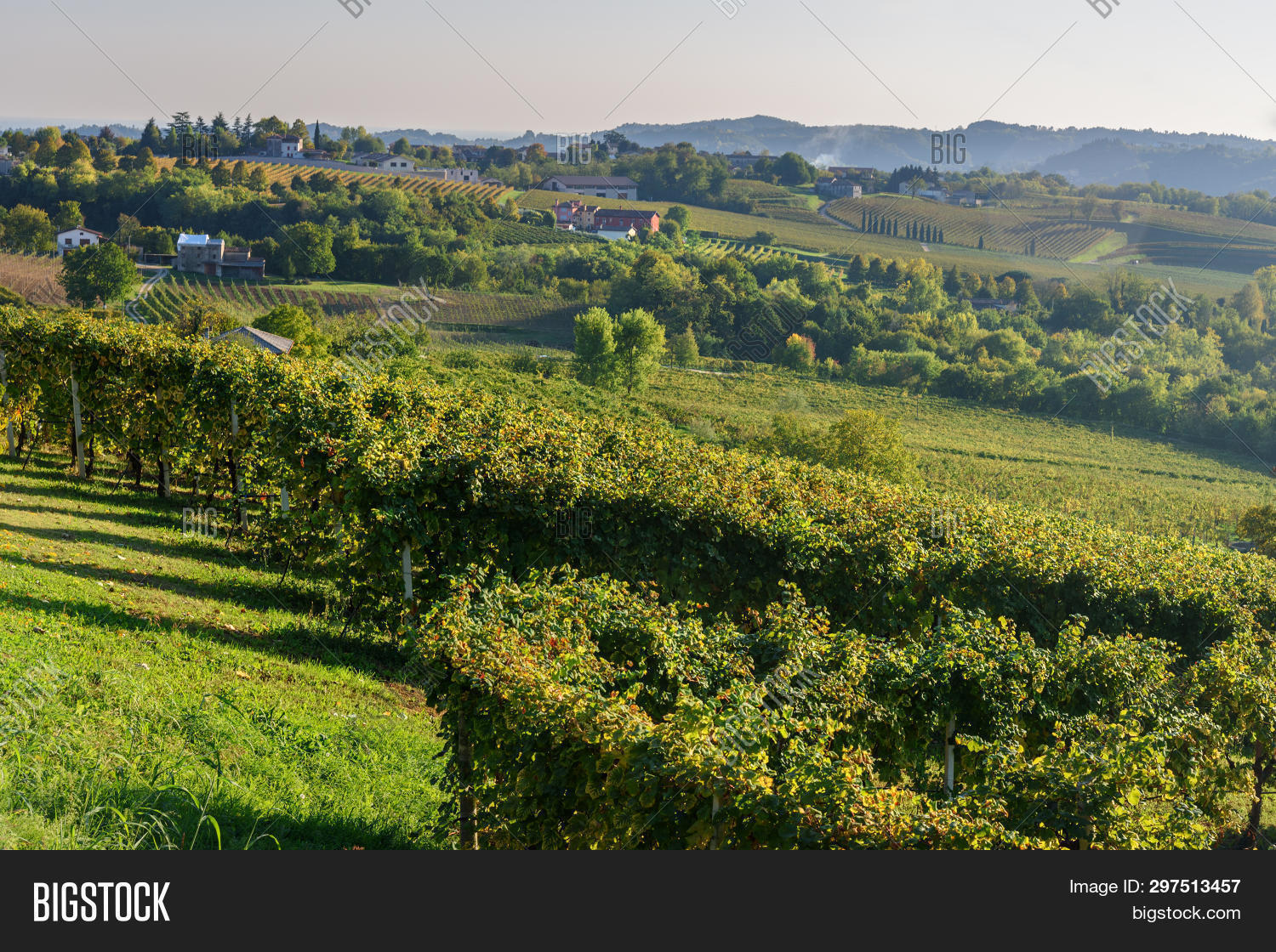 Vineyard Production Image & Photo (Free Trial) | Bigstock