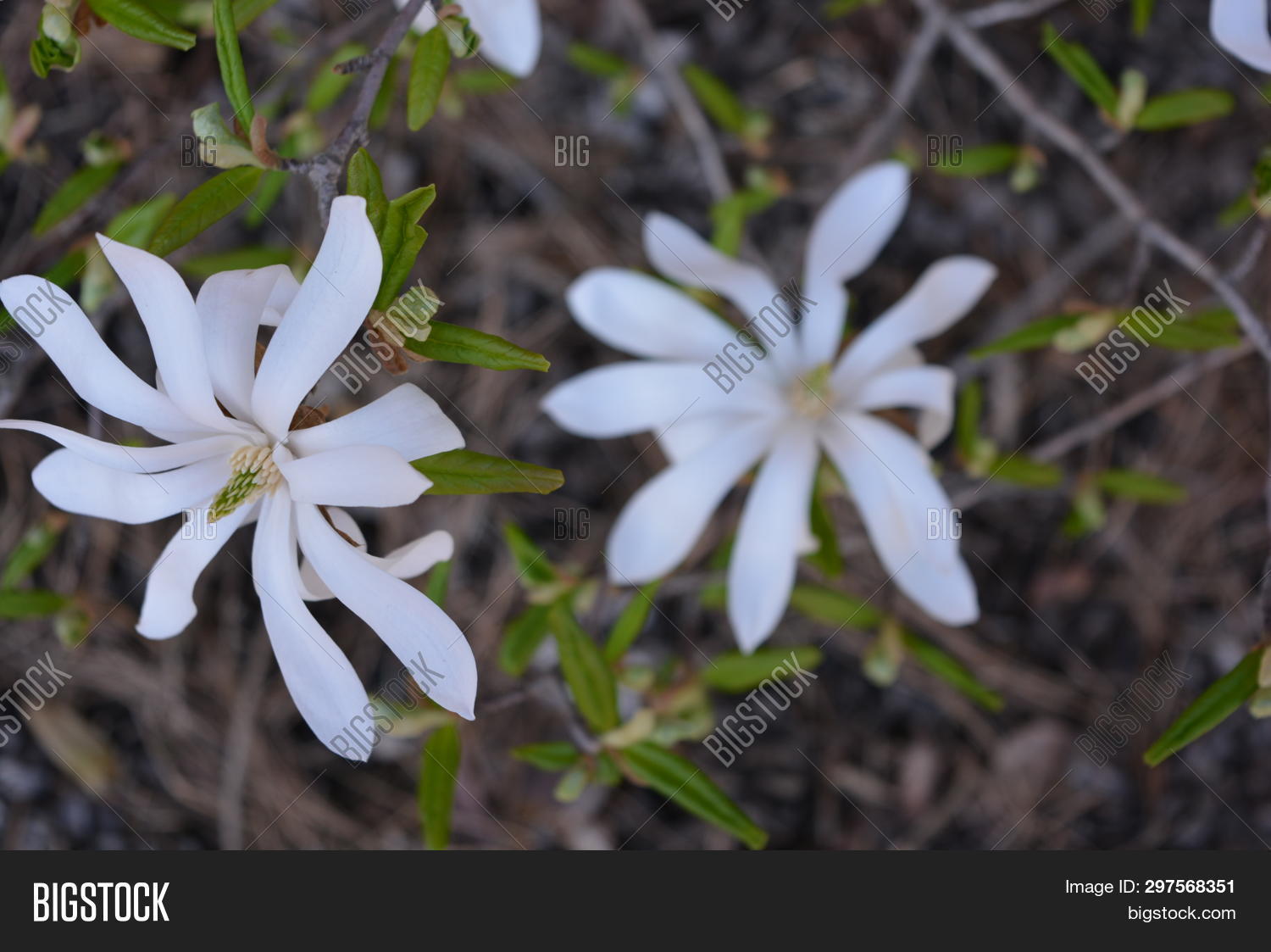 Very Original Flowers Image & Photo (Free Trial) | Bigstock