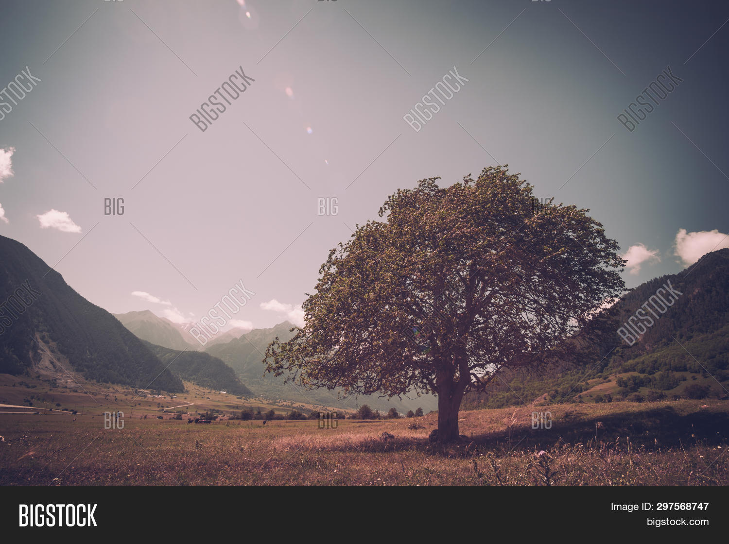 Massive Oak Tree Grass Image & Photo (Free Trial) | Bigstock