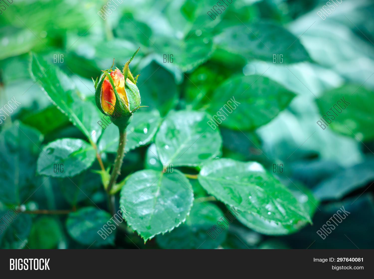 Unopened Rose Bud On Image & Photo (Free Trial) | Bigstock