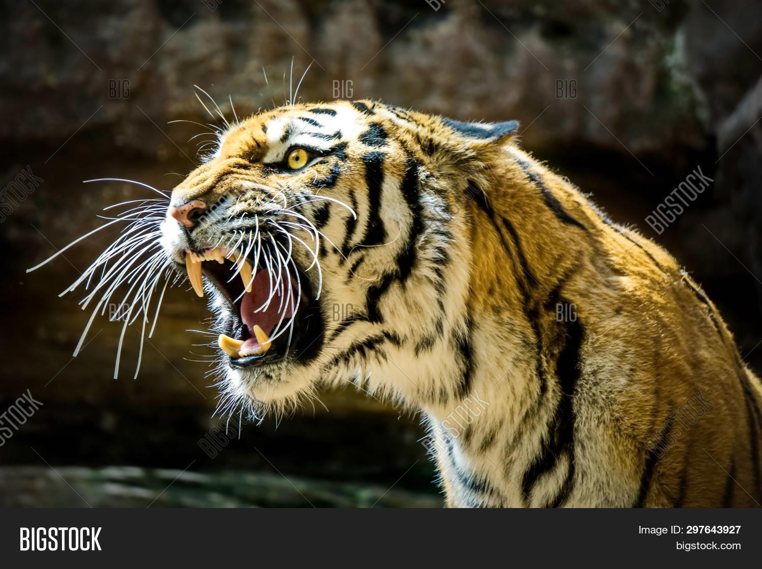 Amur Ussuri Tiger, Far Image & Photo (Free Trial) | Bigstock