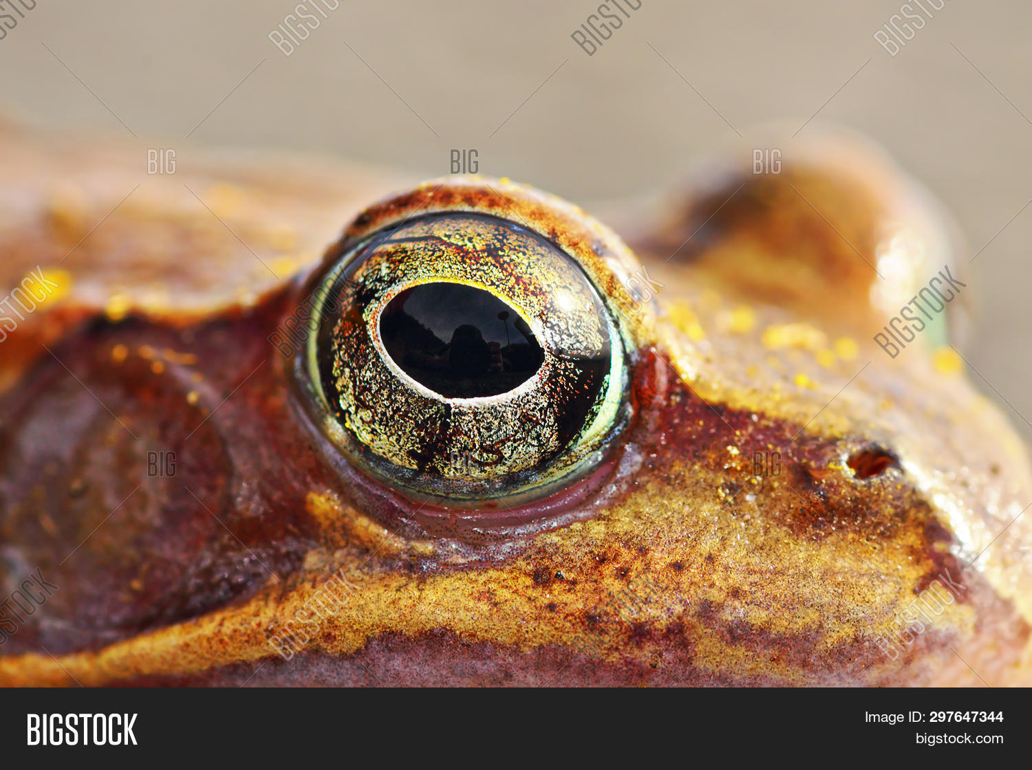 Macro Shot Frog Eye ( Image & Photo (Free Trial) | Bigstock