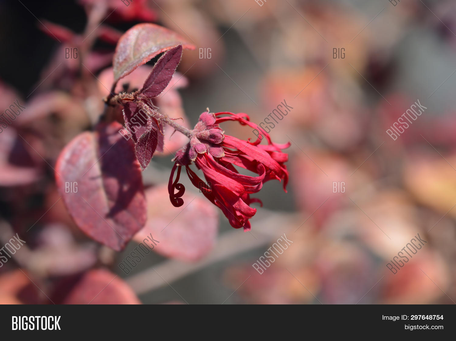 Chinese Fringe Flower Image & Photo (Free Trial) | Bigstock