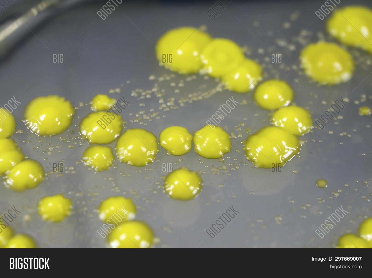 Staphylococcus Epidermidis Colony