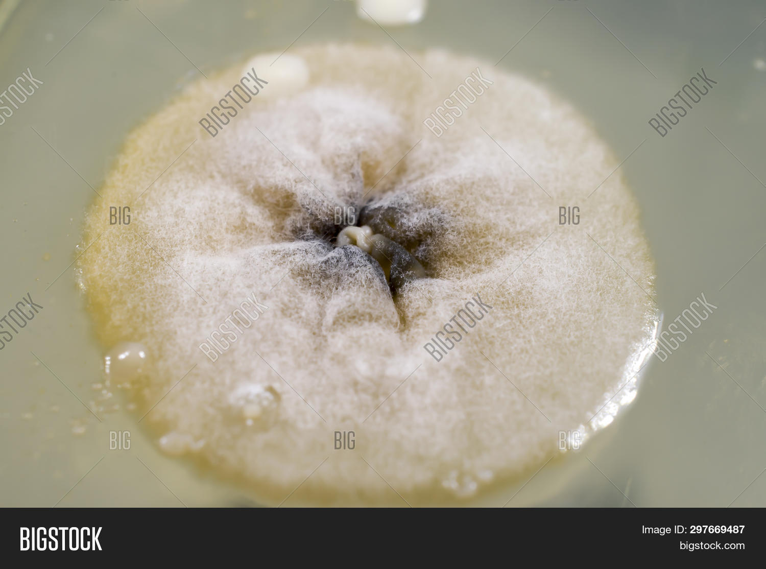 Mold Colony Grown Image & Photo (Free Trial) | Bigstock