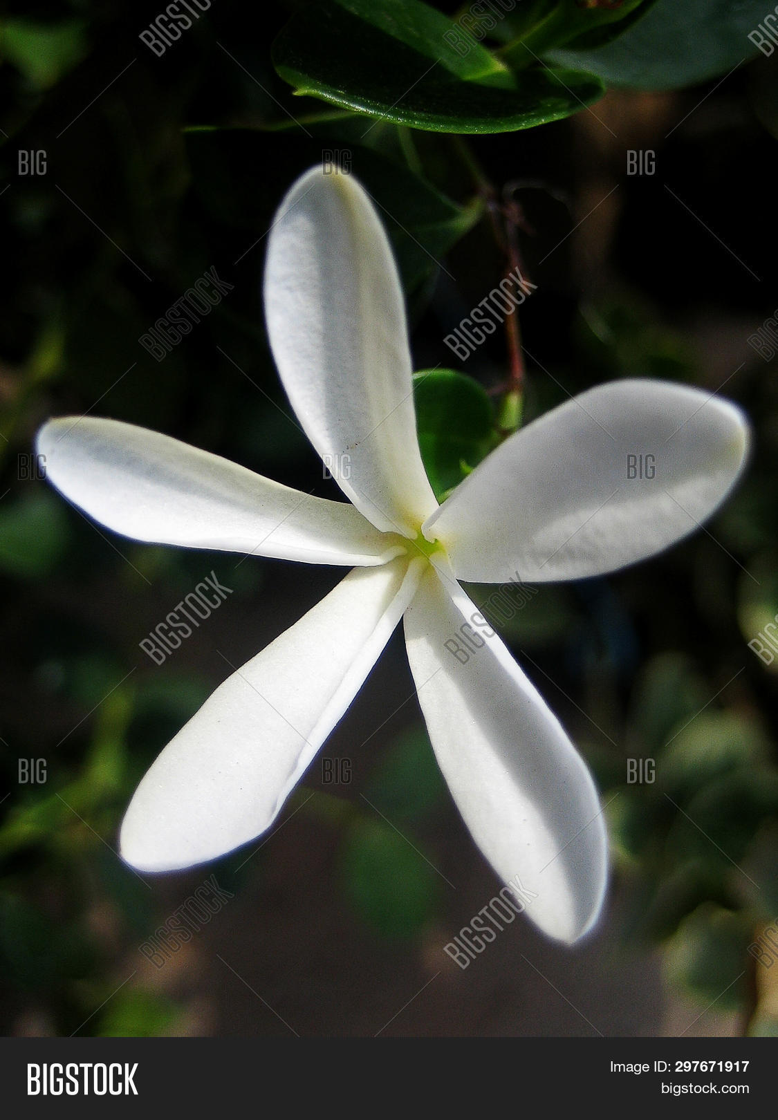 Carissa Macro Flower Image & Photo (Free Trial) | Bigstock