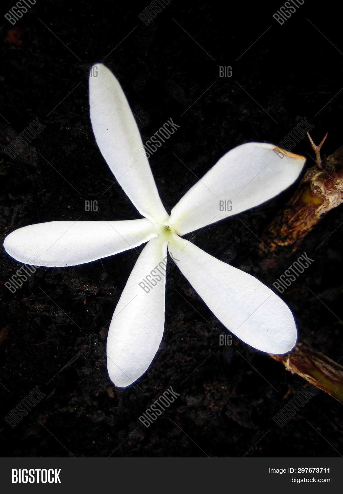 Carissa Macro Flower Image & Photo (Free Trial) | Bigstock