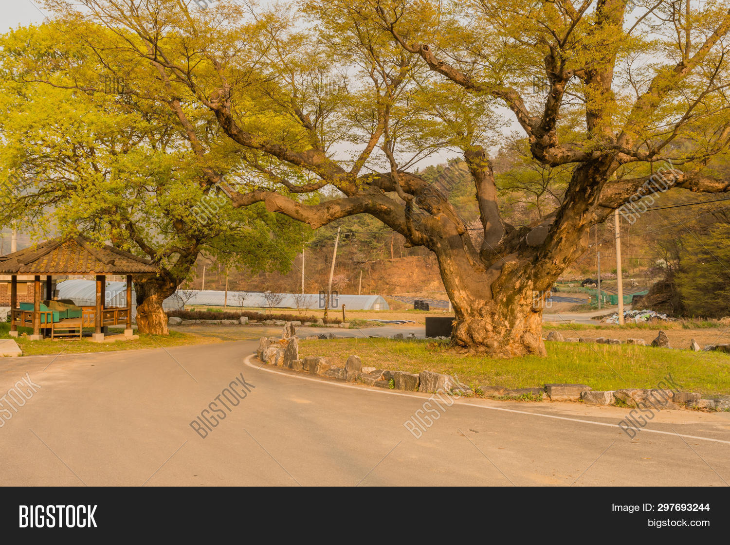 Large Tree Rural Image & Photo (Free Trial) | Bigstock