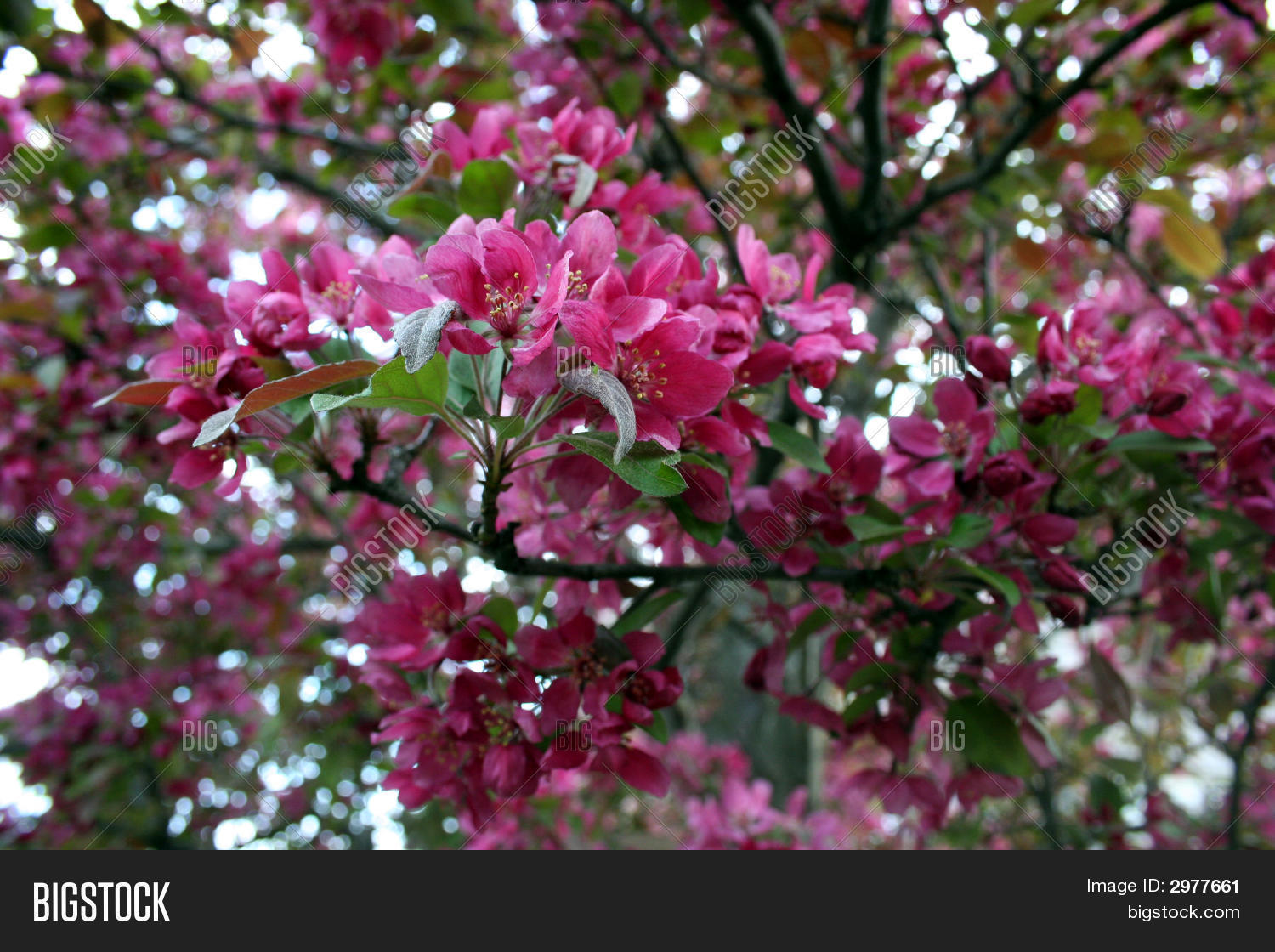 Spring Tree Blooming Image & Photo (Free Trial) | Bigstock