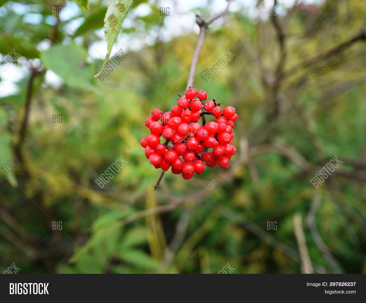 Berries Viburnum Tree Image & Photo (Free Trial) | Bigstock