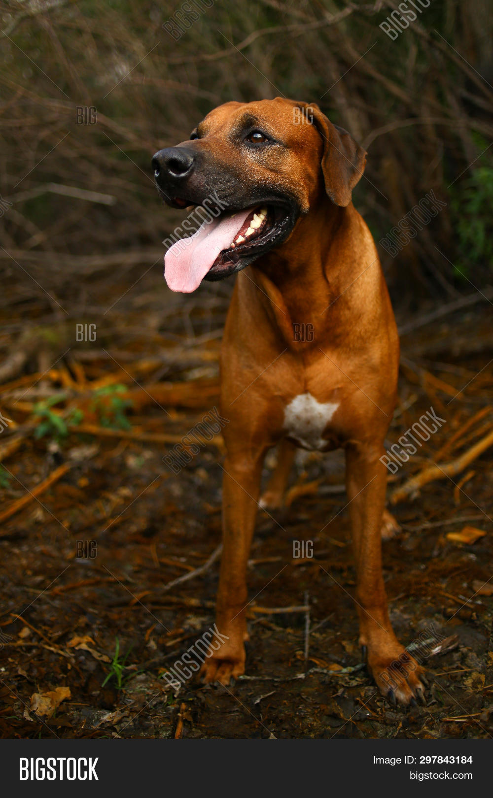 Front View Rhodesian Image & Photo (Free Trial) | Bigstock