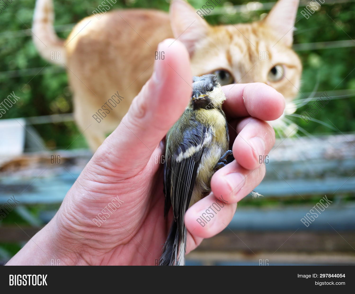 Cat Caught Bird. Red Image & Photo (Free Trial) | Bigstock