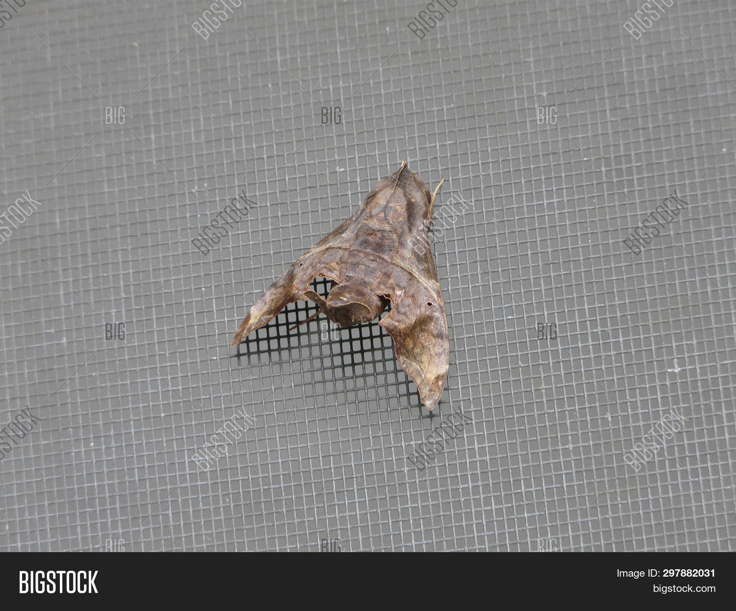 This Slug Caterpillar Image & Photo (Free Trial) | Bigstock