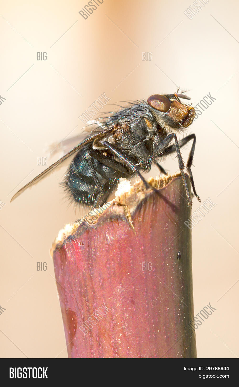 Black Fly Close- / Image & Photo (Free Trial) | Bigstock