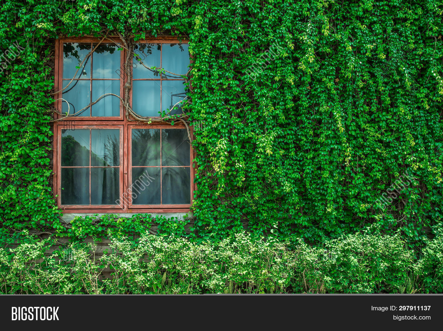 Exterior Window Vine Image & Photo (Free Trial) | Bigstock