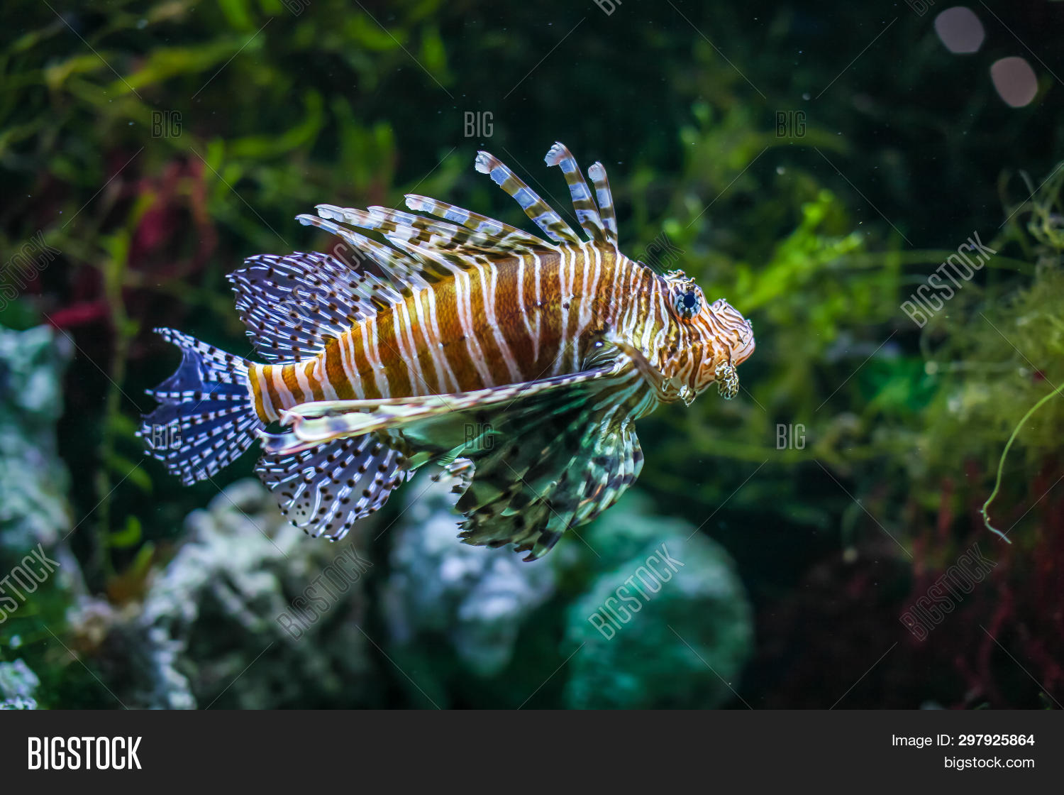 Pterois Volitans. Red Image & Photo (Free Trial) | Bigstock