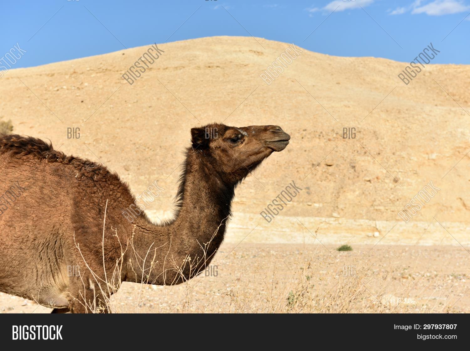 Alone Camel Dry Image & Photo (Free Trial) | Bigstock