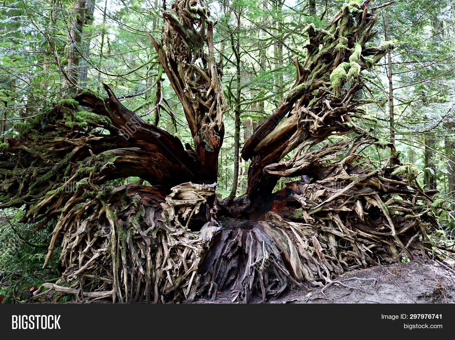 Huge Root System Image & Photo (Free Trial) | Bigstock